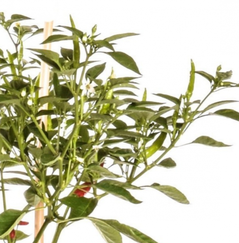 Grüne Chilisorten: Ein kurzer Einblick auf unreif verzehrte Früchte ...