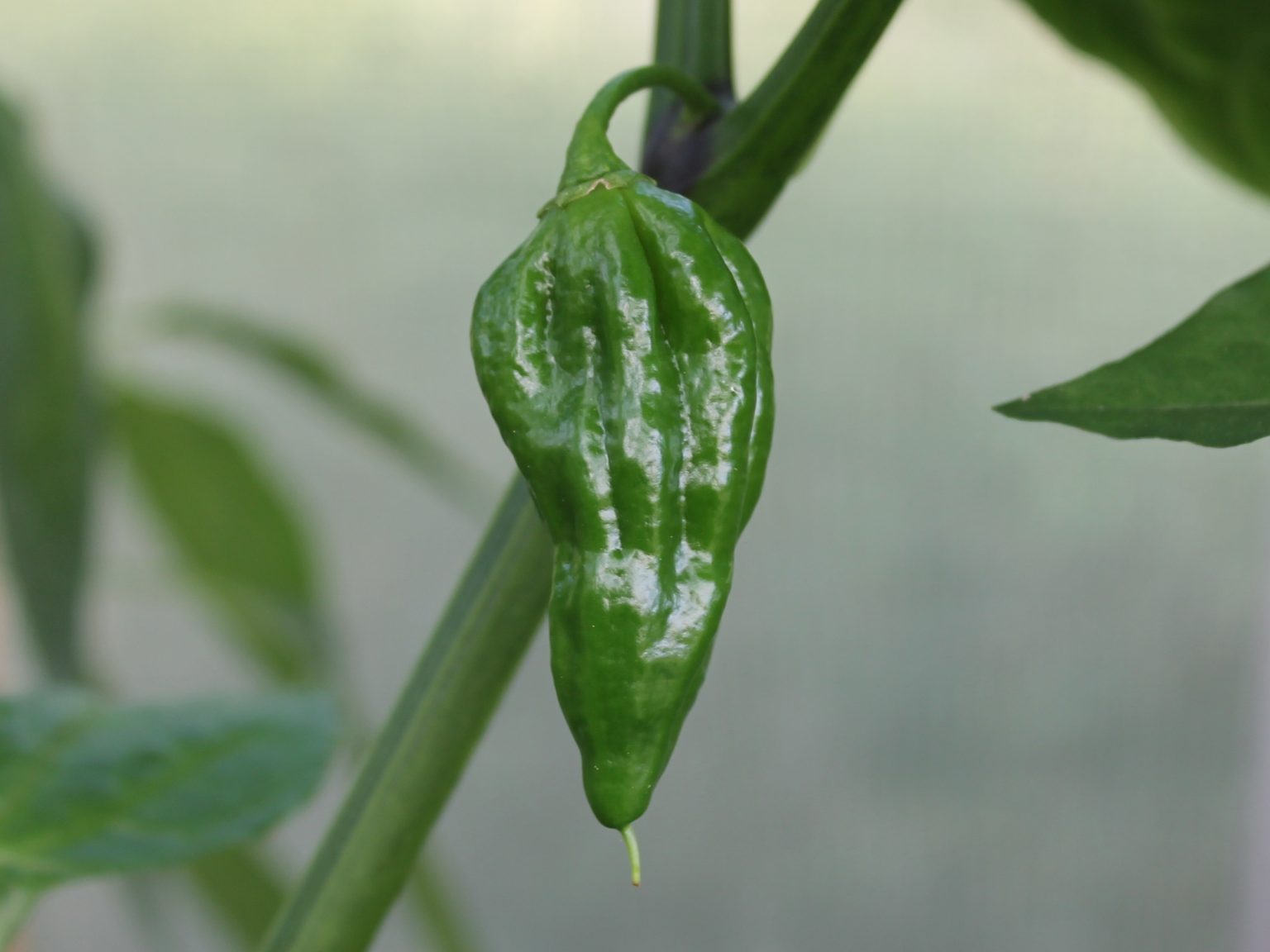 Grüne Chilisorten: Ein kurzer Einblick auf unreif verzehrte Früchte ...